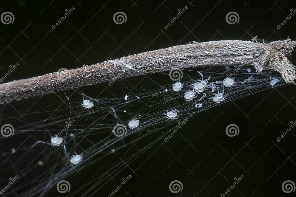 Close Up with Tiny White Baby Spiders Crawling the Web String. Stock ...