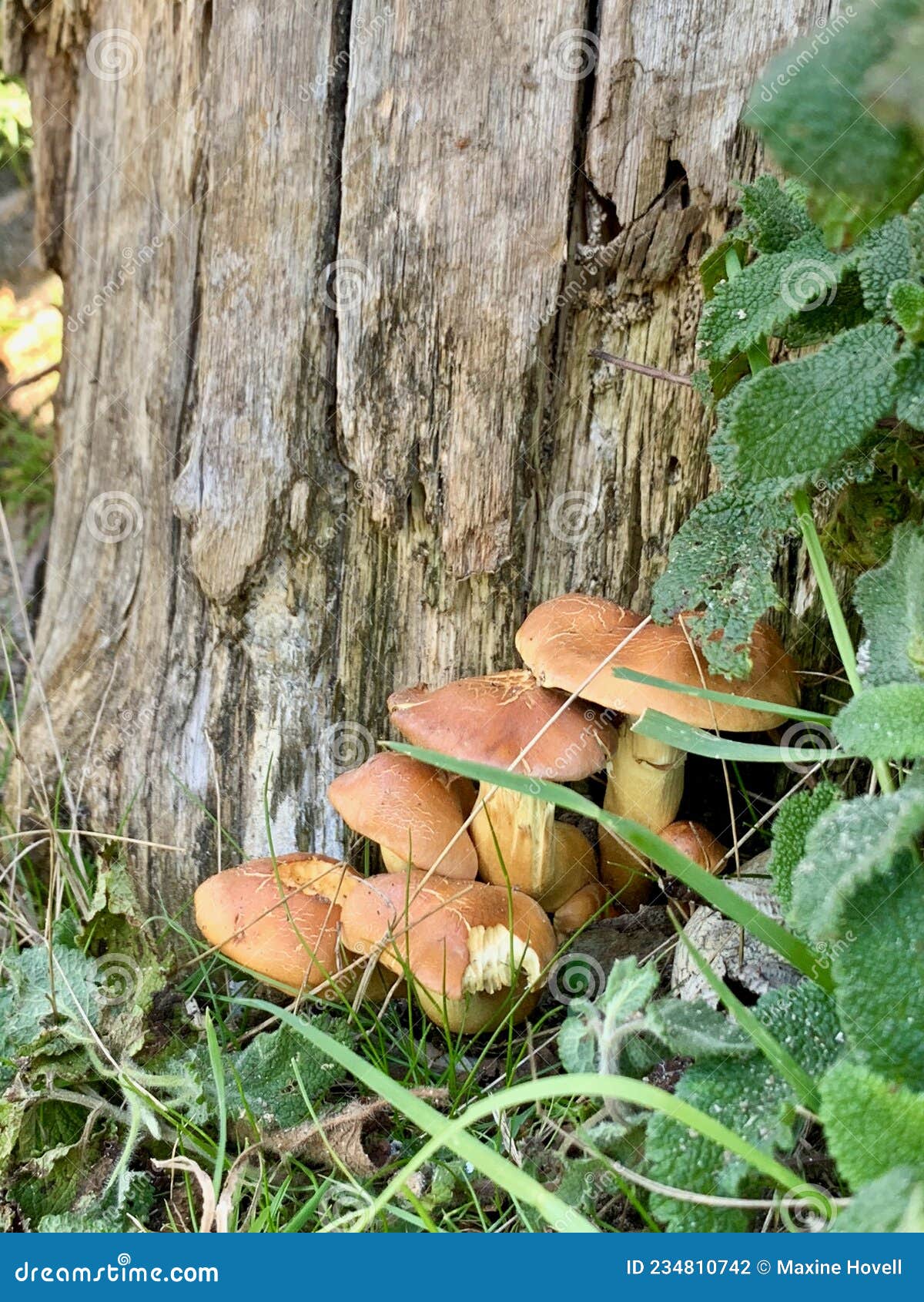 Toadstools Growing at the Base of a Tree Stock Photo - Image of nature ...
