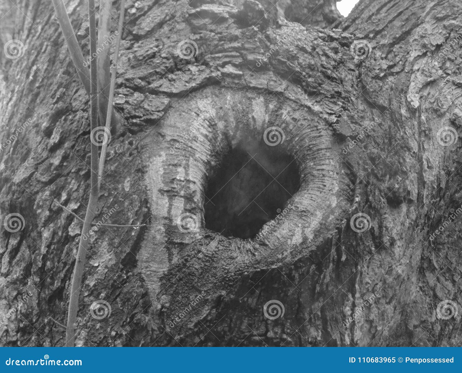 Knot in Tree Done in Black and White Stock Image - Image of wood, gray ...