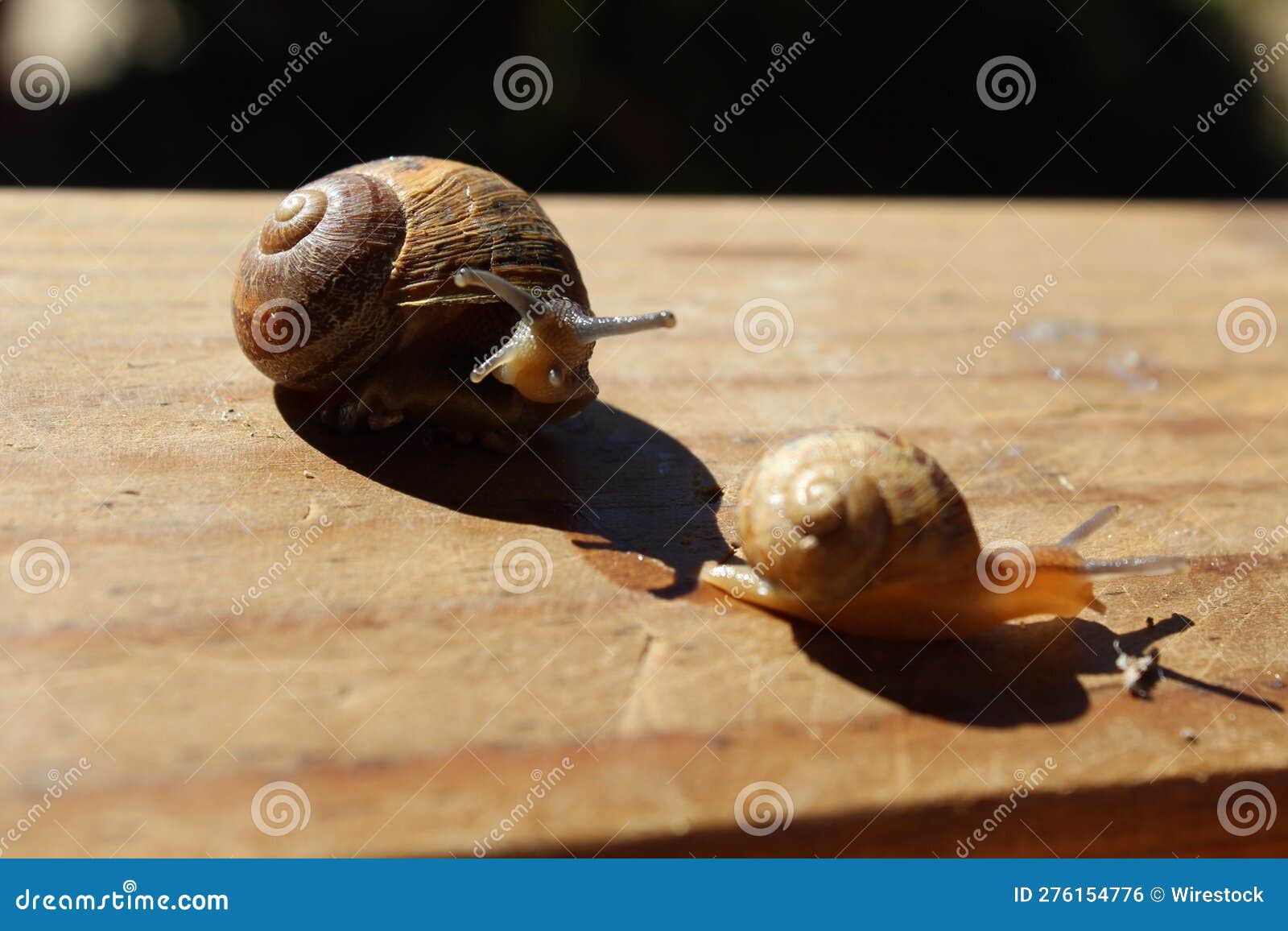 Close-up Image of Two Snails on a Wooden Surface in an Outdoor Setting ...