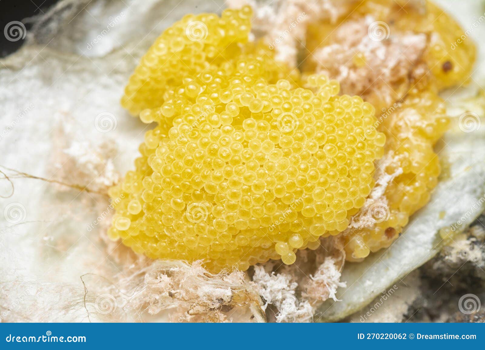 Unhatched Tiny Spider Eggs on the Silk Sac Web. Stock Photo - Image of ...