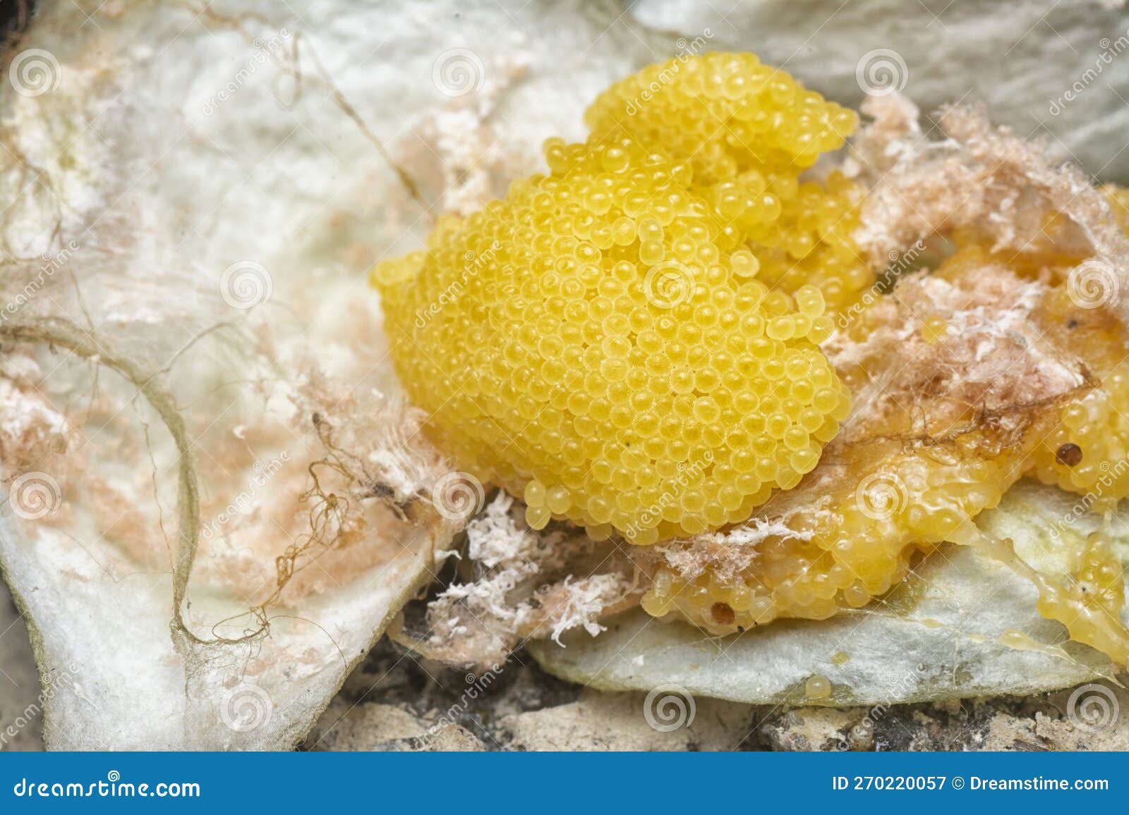Unhatched Tiny Spider Eggs on the Silk Sac Web. Stock Image - Image of ...