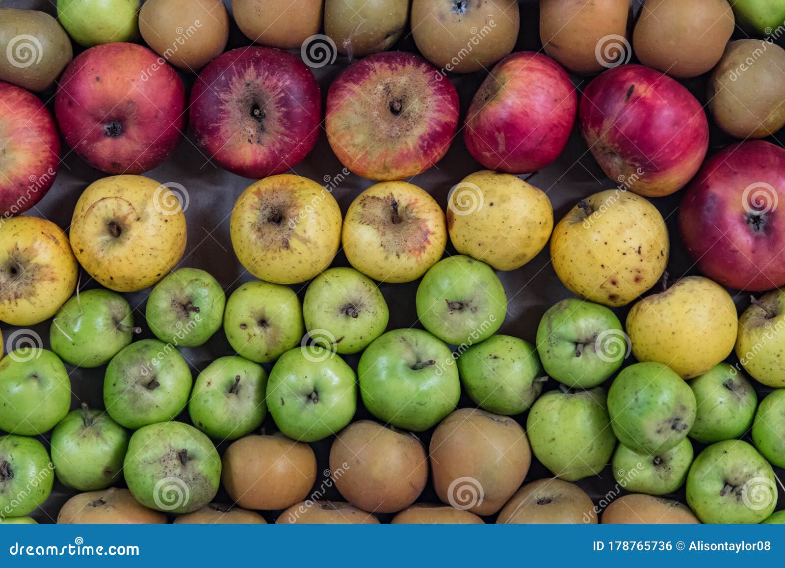 A Selection of Different Coloured Apples at Harvest Time Stock Photo ...