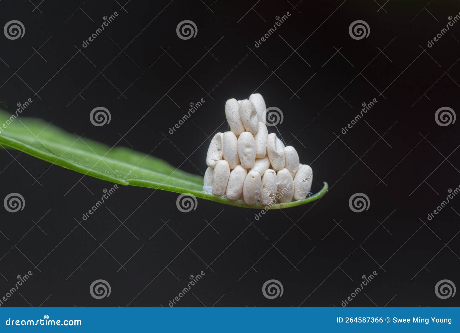 Close Up of the White Hyperparasite Hanging on the Tip End of the Grass ...