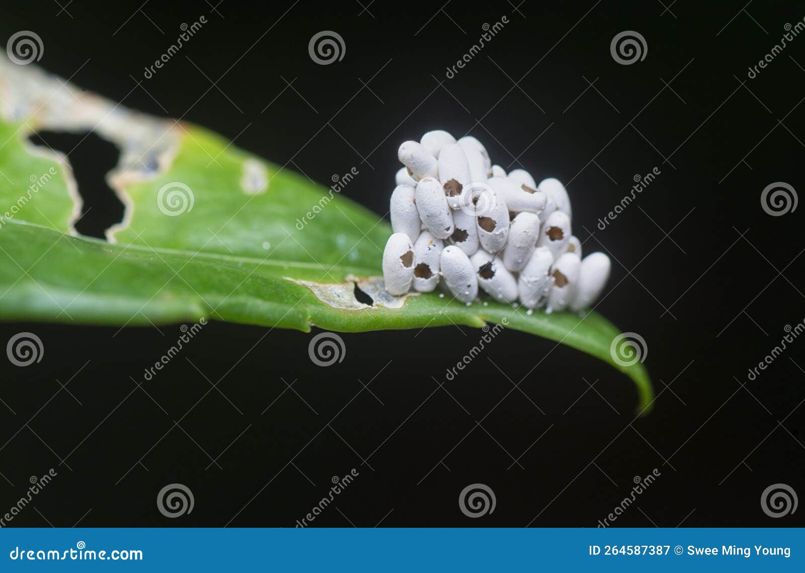Close Up of the White Hyperparasite Hanging on the Tip End of the Grass ...