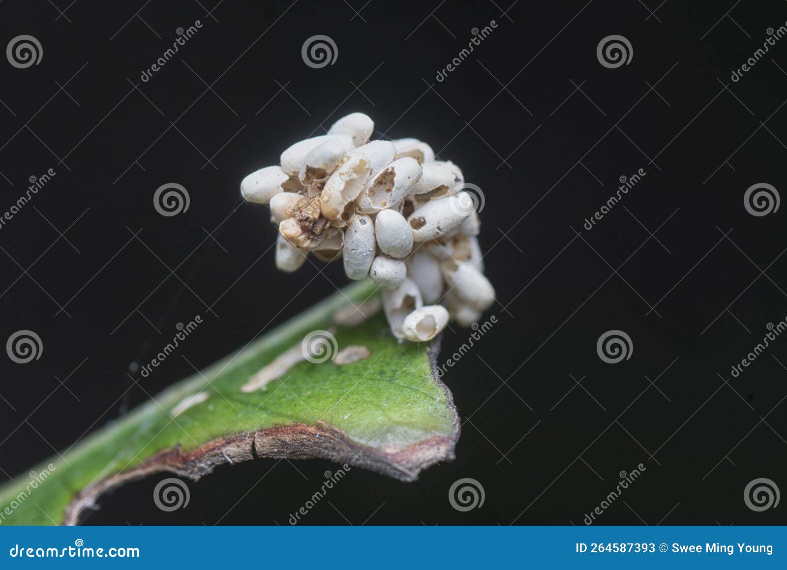 Close Up of the White Hyperparasite Hanging on the Tip End of the Grass ...