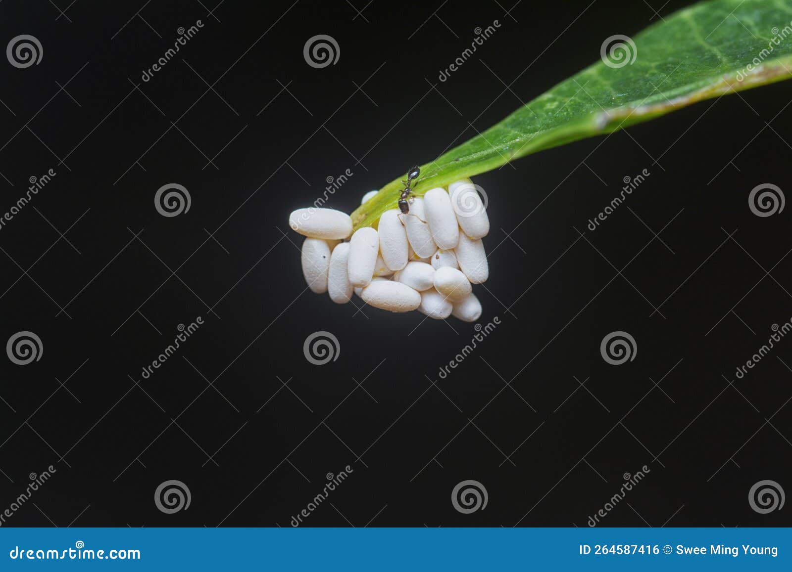 Close Up of the White Hyperparasite Hanging on the Tip End of the Grass ...