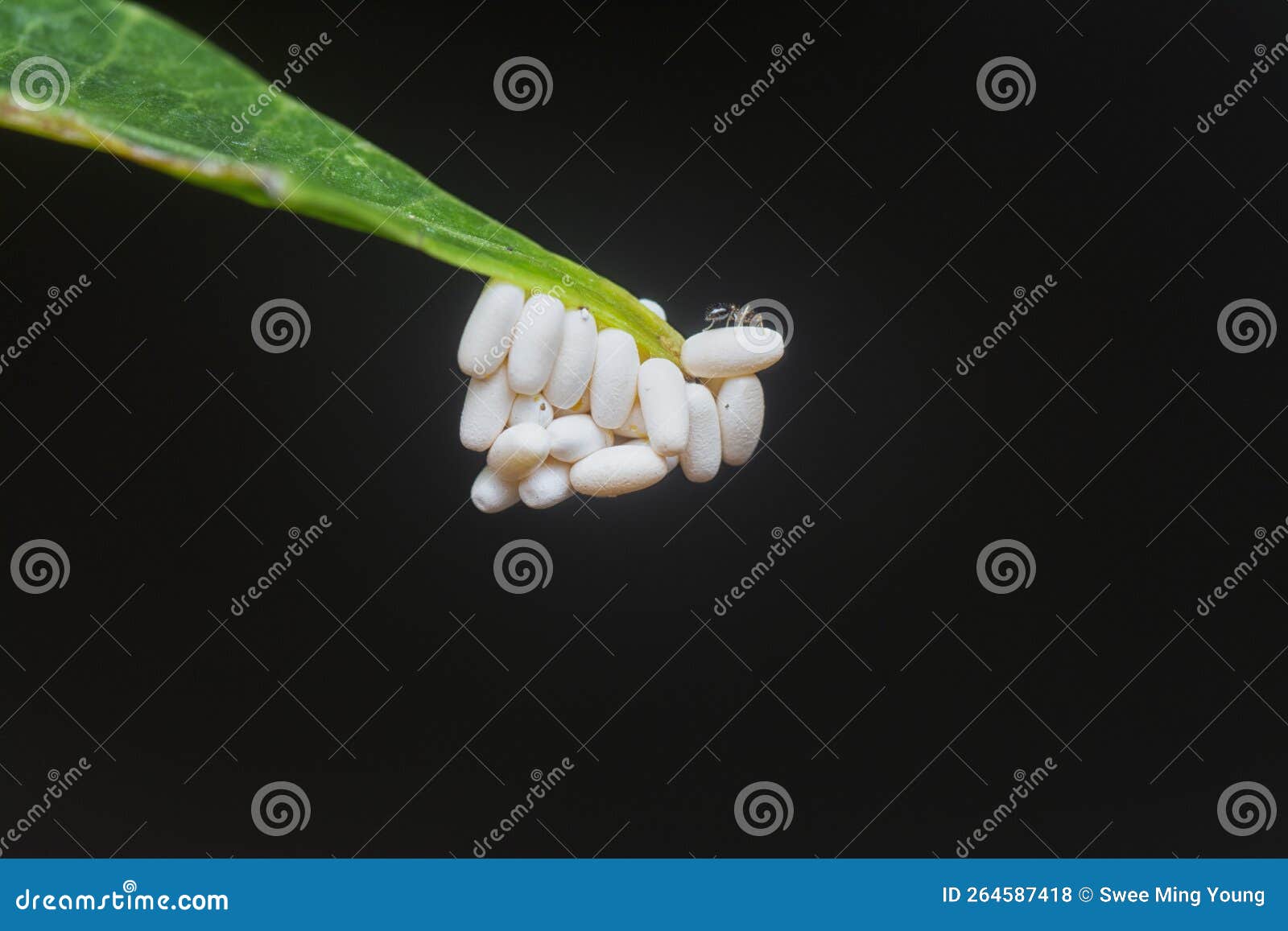 Close Up of the White Hyperparasite Hanging on the Tip End of the Grass ...