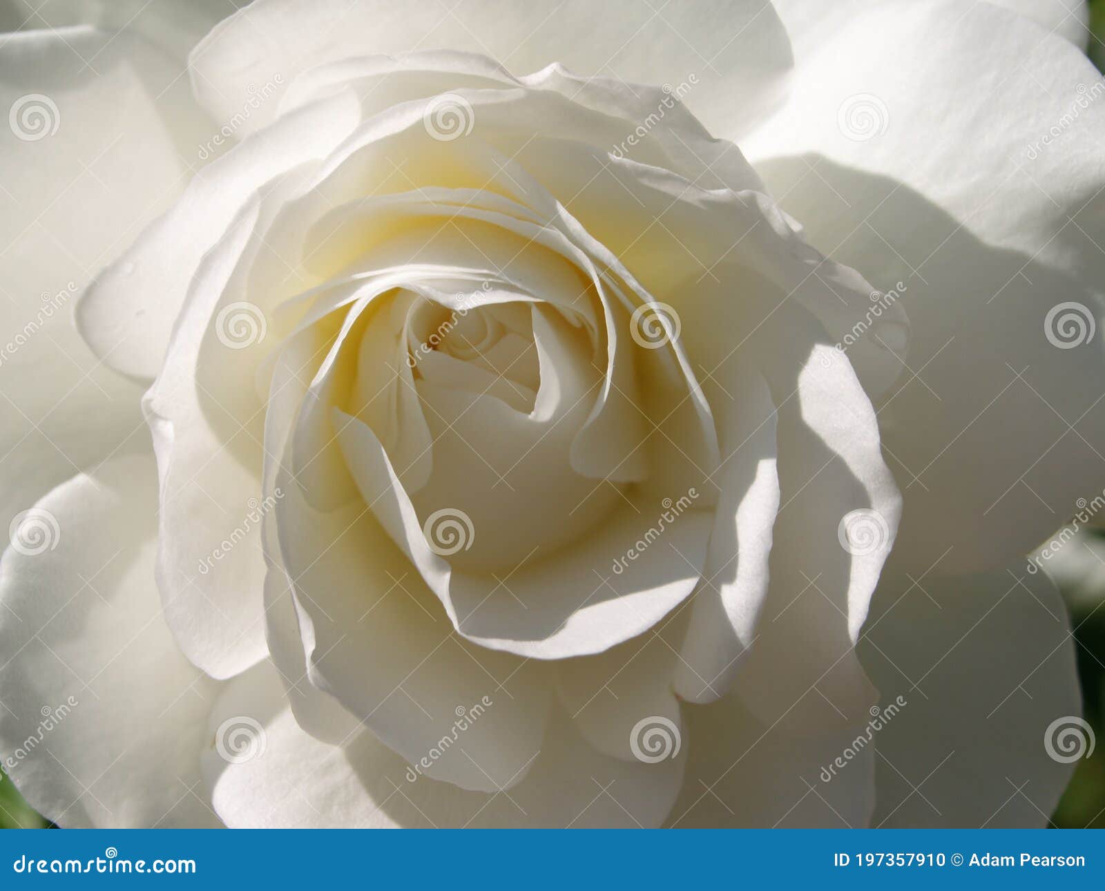 Close-up Image of White Rose with Light and Shade Stock Photo - Image ...