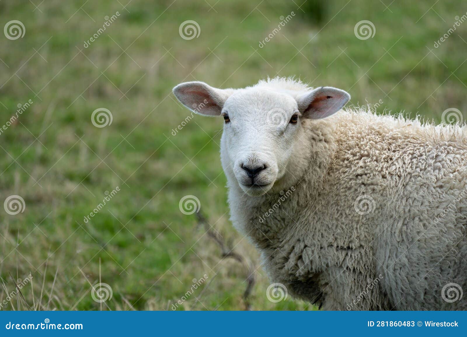 Close-up Image of a White Sheep Standing in a Lush Green Field Stock ...