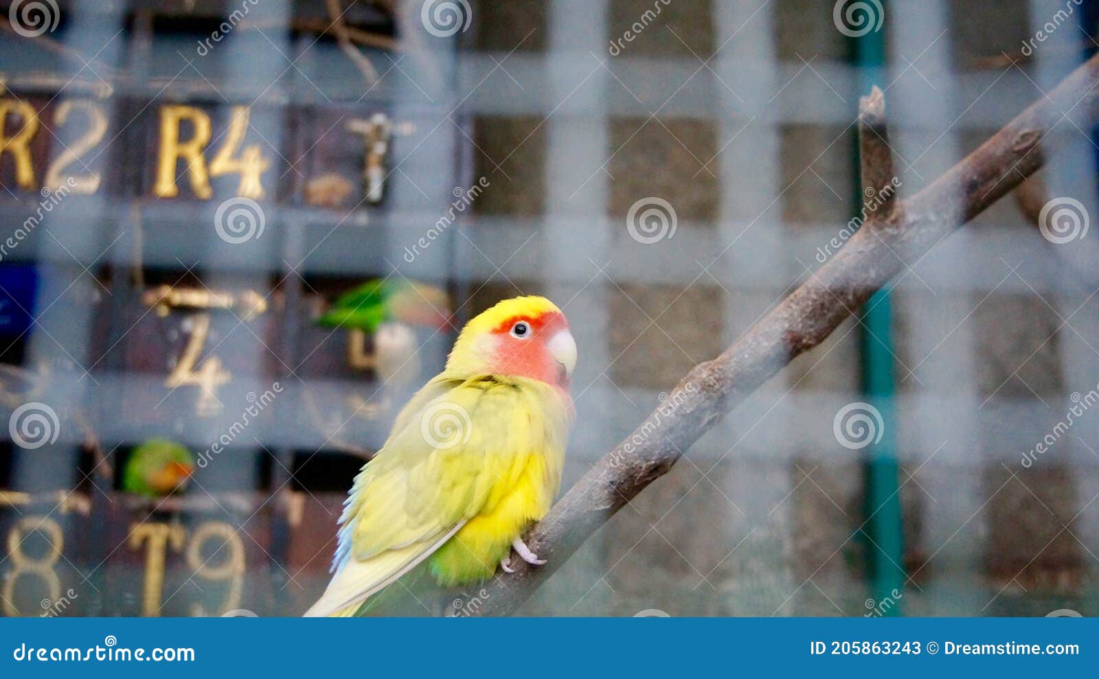 Adorable Baby Parrot stock image. Image of green, bird - 205863243