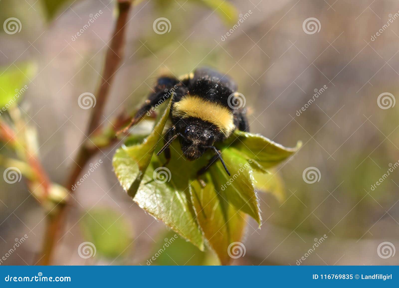Bumble Bee Close Up stock image. Image of nectar, yellow - 116769835