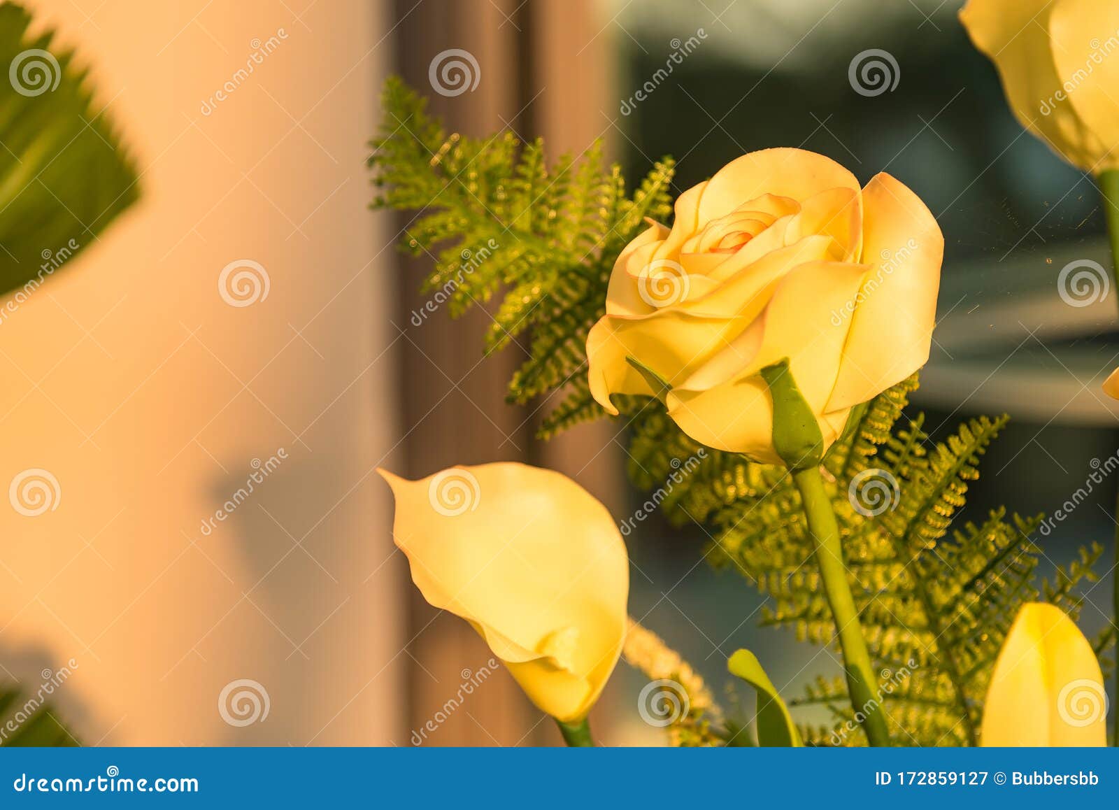 Close-up Image of a Yellow Rose Stock Image - Image of macro, flower ...