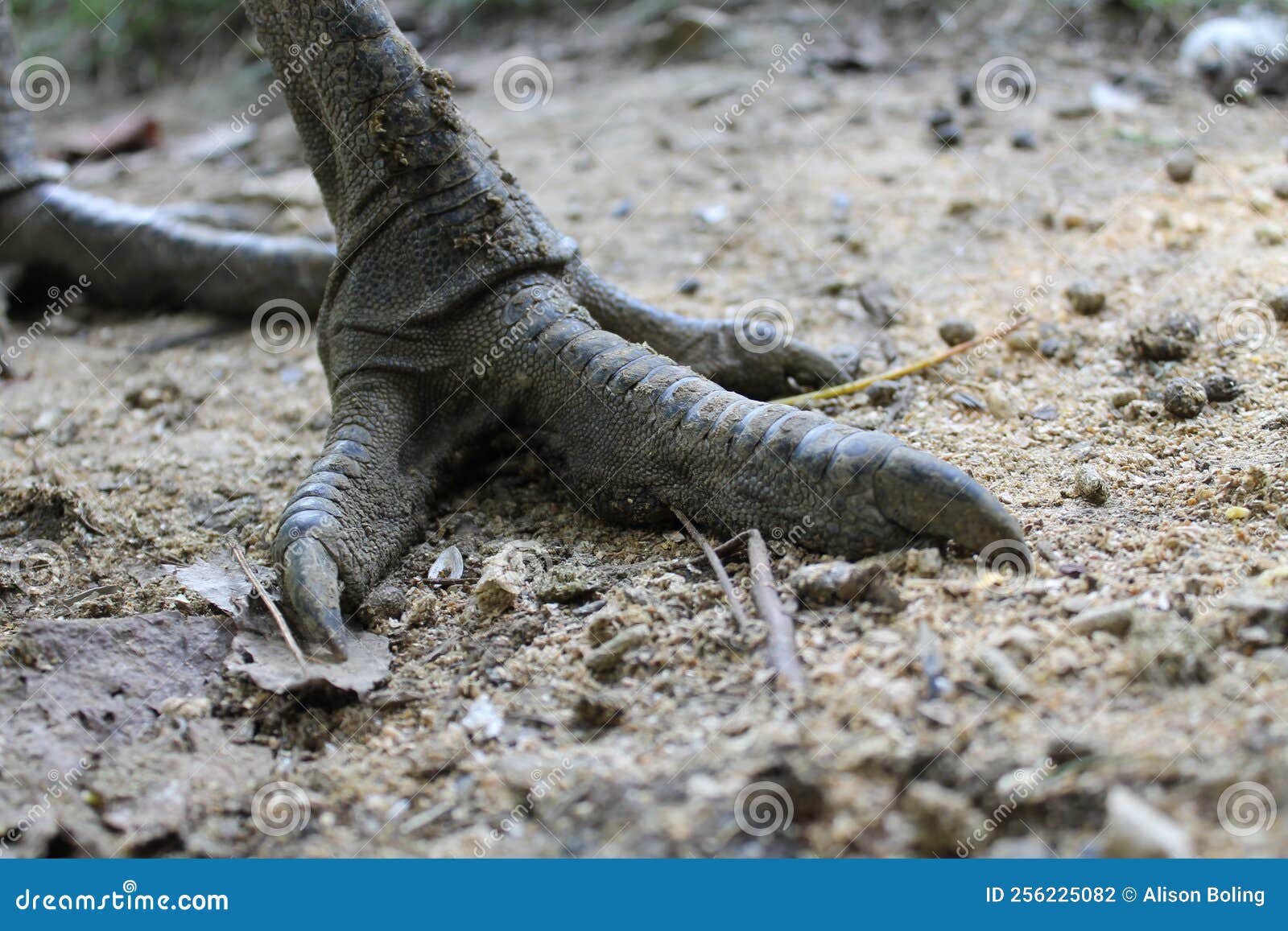 Young Emu Foot Stock Photos - Free & Royalty-Free Stock Photos from ...