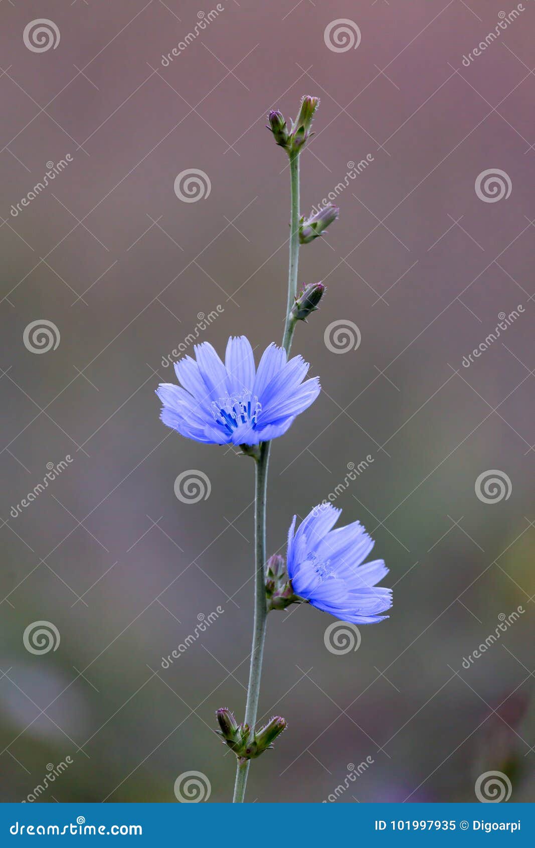 Close Up of an Important Meadow Herb, Common Chicory Stock Image ...