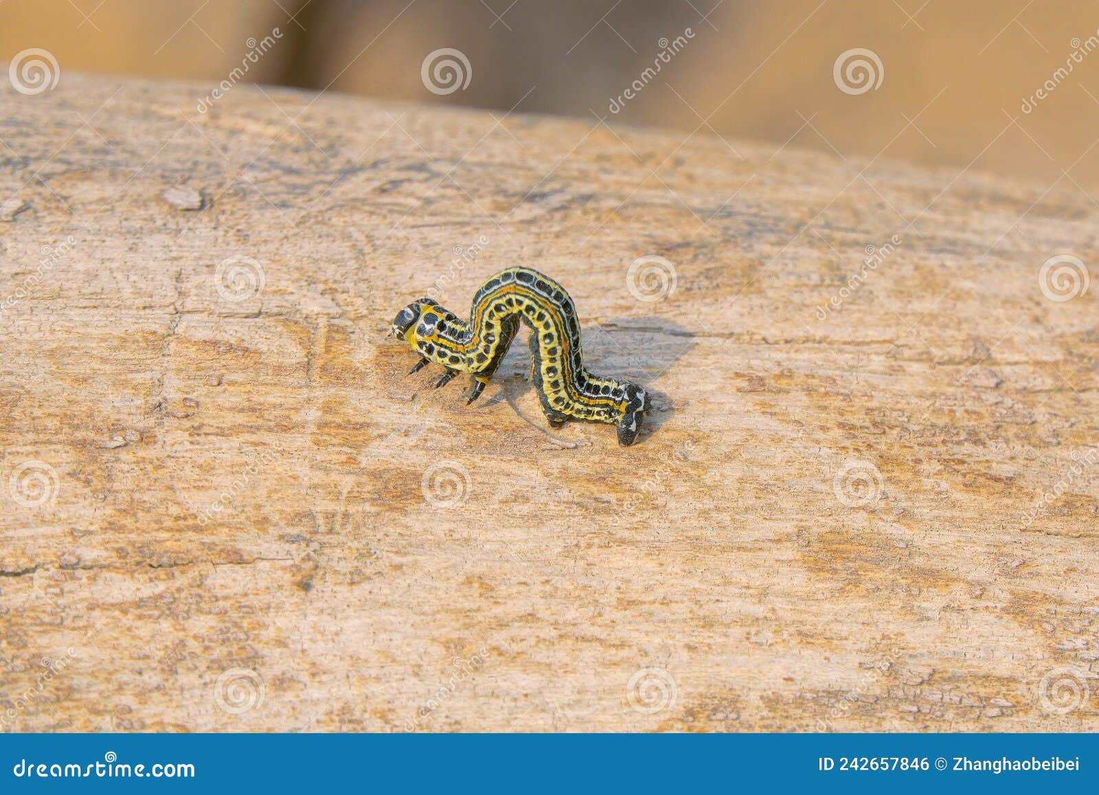 Inchworm stock photo. Image of inch, geometer, geometrid - 242657846
