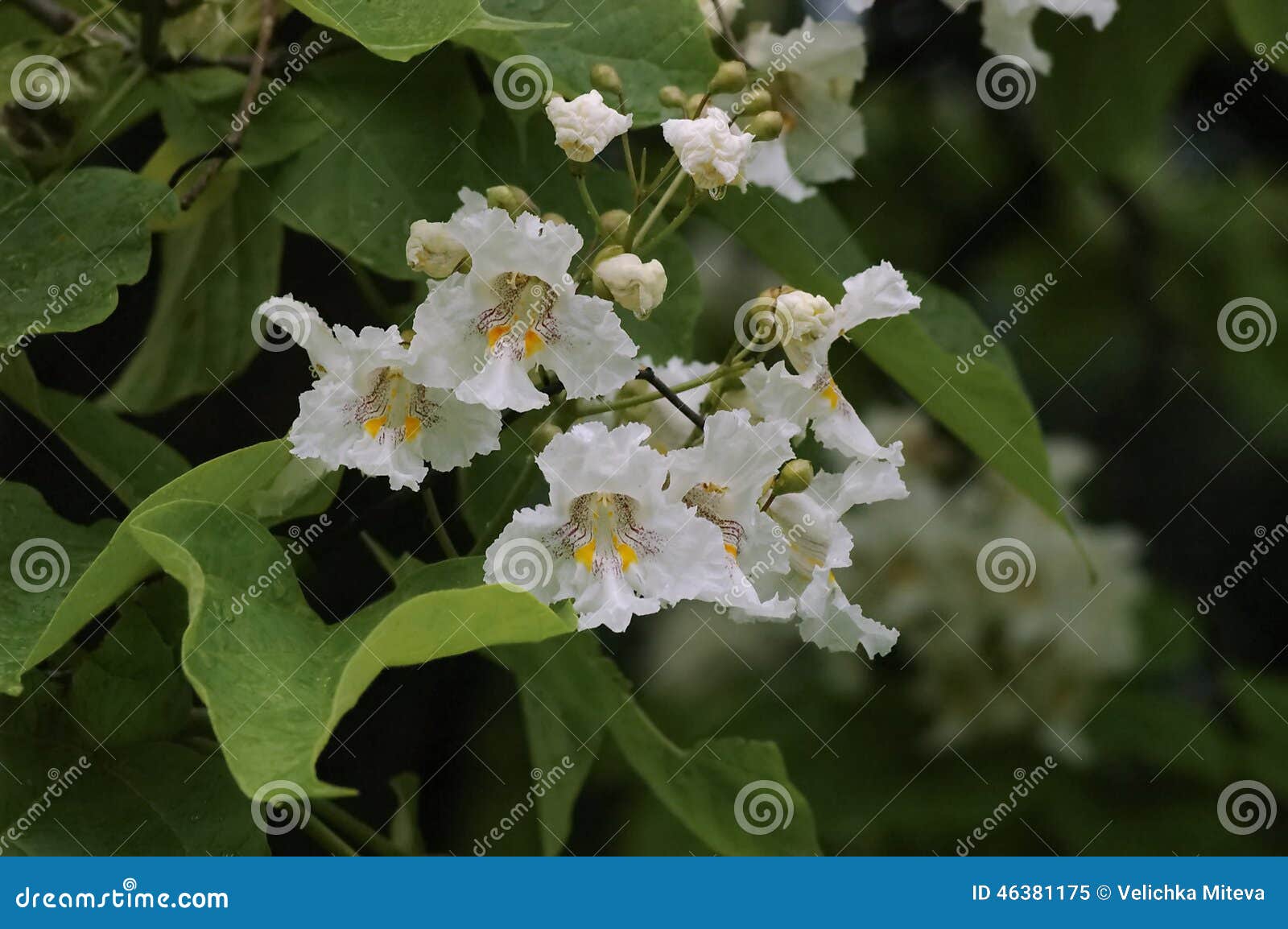 Close Up of Indian Bean Tree Flowers Stock Image - Image of bean ...