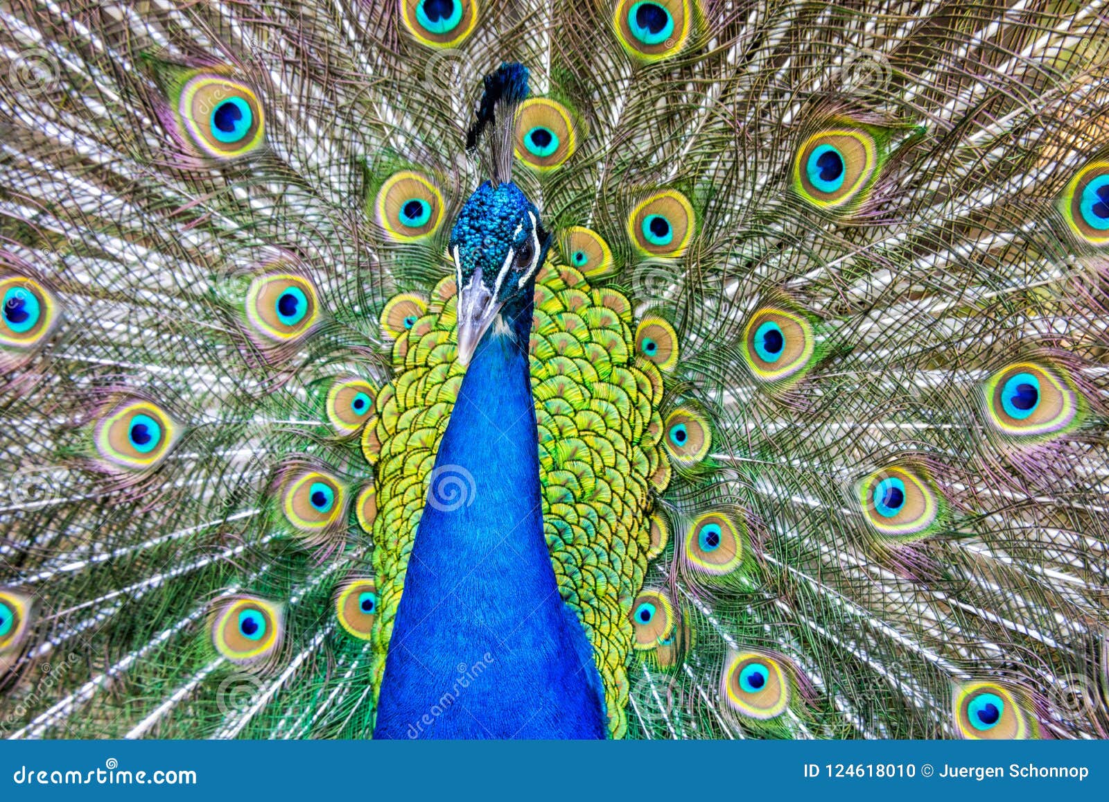 Indian Peacock in Full Display Stock Photo - Image of bird, pavo: 124618010