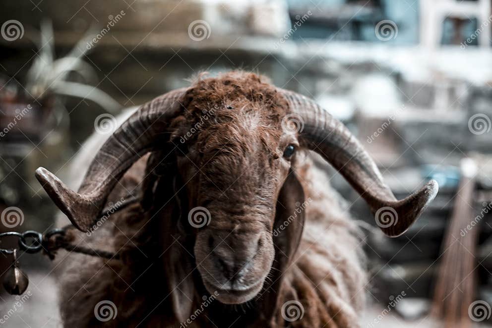Close Up of Indian Sheep or Ram Breed Sheep or Awassi Breed Sheep in ...