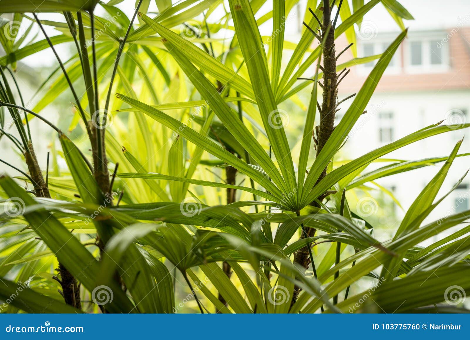 Close Up of a Indoor Palm Tree Stock Photo - Image of green, palm ...