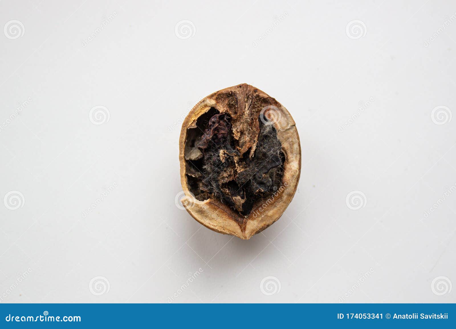 Close-up of Infected Walnut Besides an Healthy One. Stock Image - Image ...