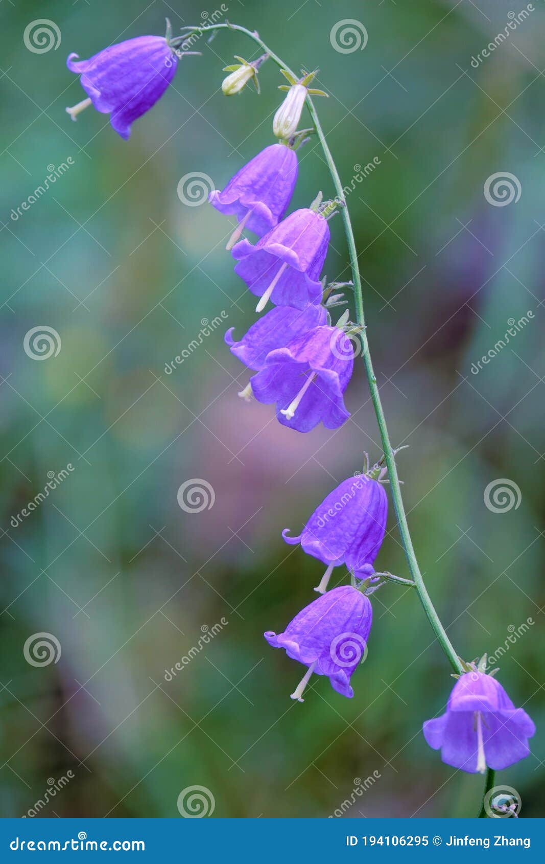 Adenophora stricta stock image. Image of nature, stricta - 194106295