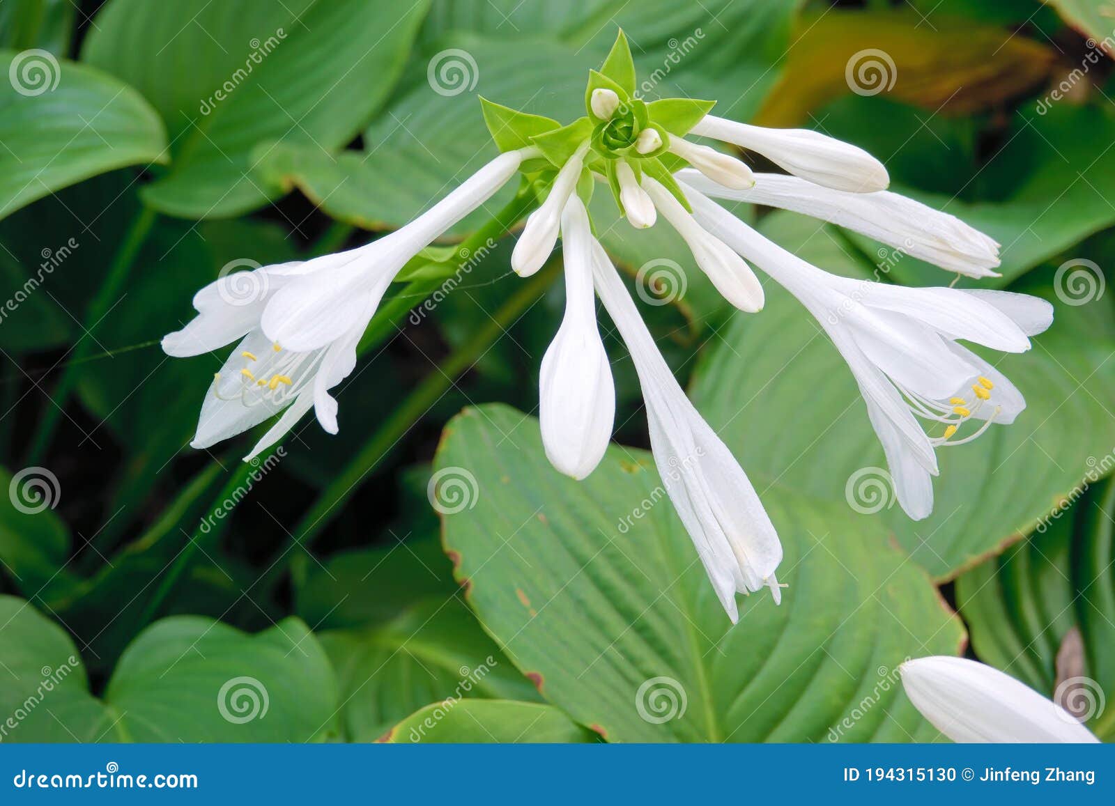 Hosta plantaginea stock photo. Image of bloom, hairpin - 194315130