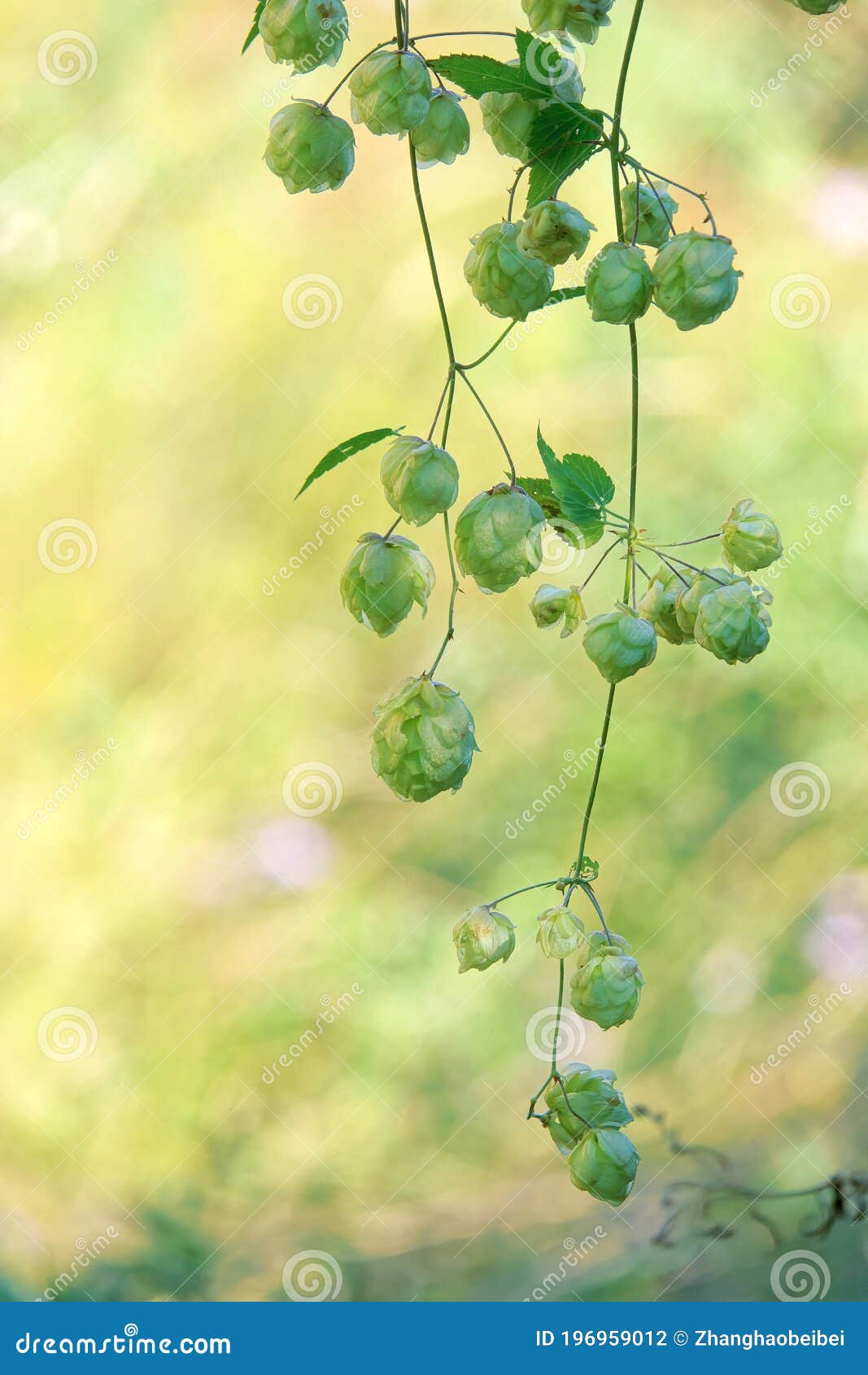 Humulus lupulus stock photo. Image of humulus, flowers - 196959012