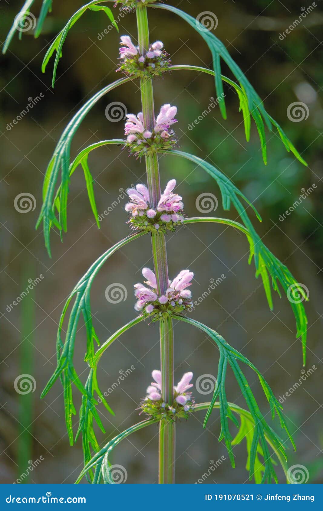 Leonurus artemisia stock image. Image of nature, branch - 191070521