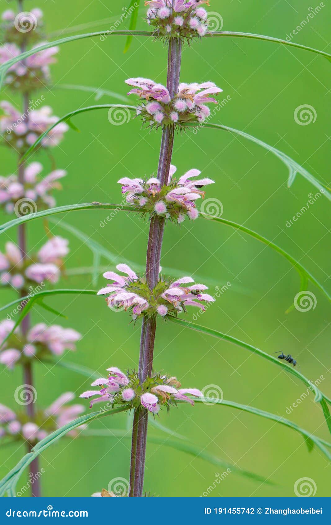 Leonurus artemisia stock photo. Image of flowers, blooming - 191455742