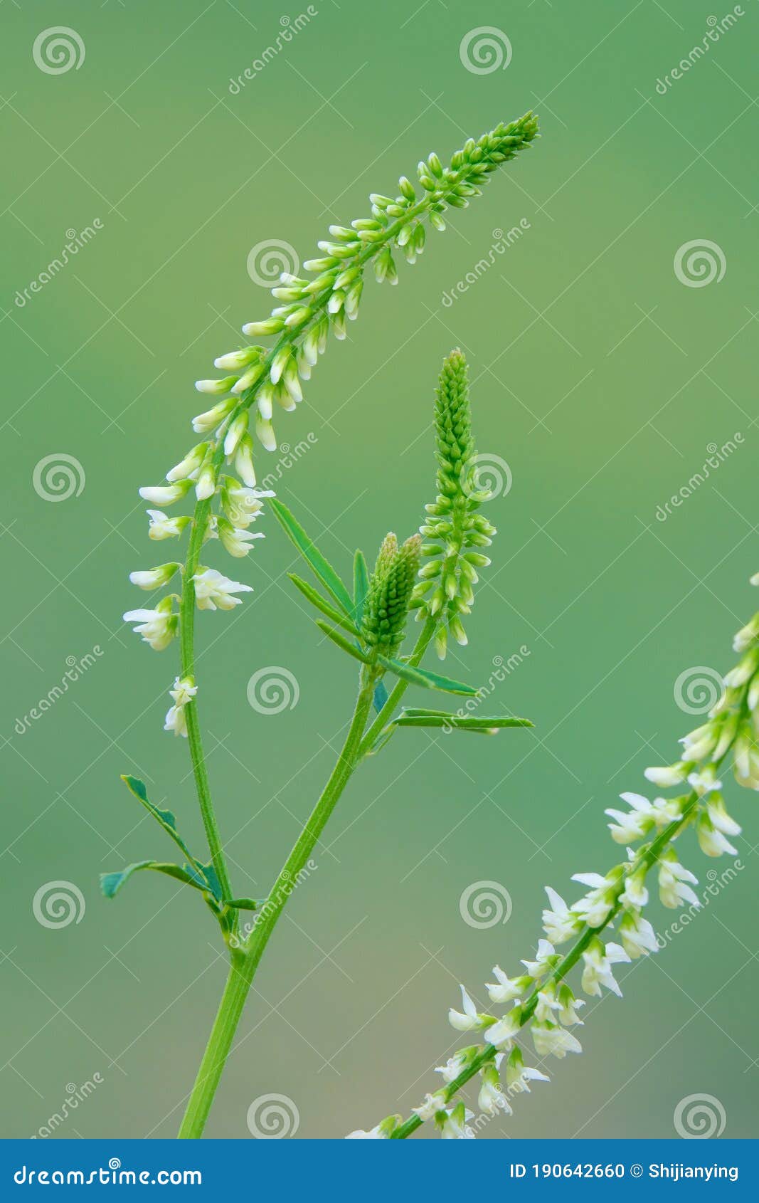 Melilotus Albus, Also Known As Honey Clover, Bokhara Clover (Australia ...