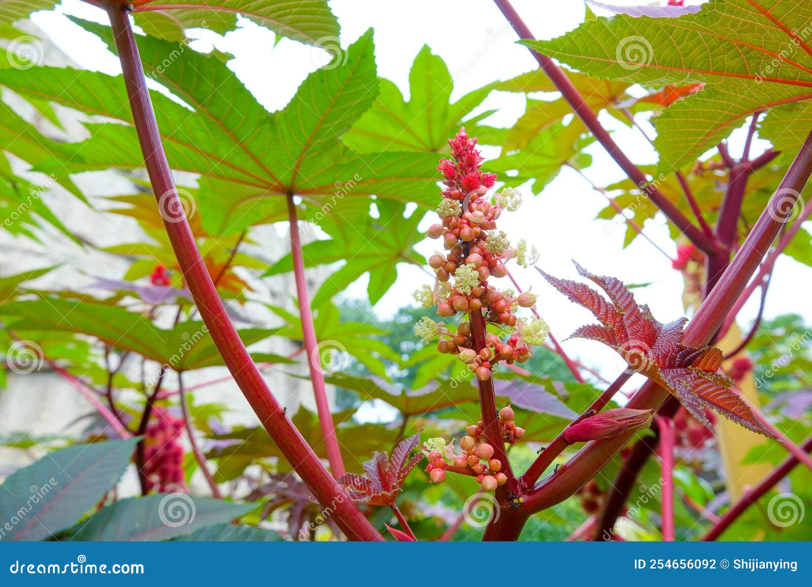 Ricinus communis flower stock photo. Image of garden - 254656092