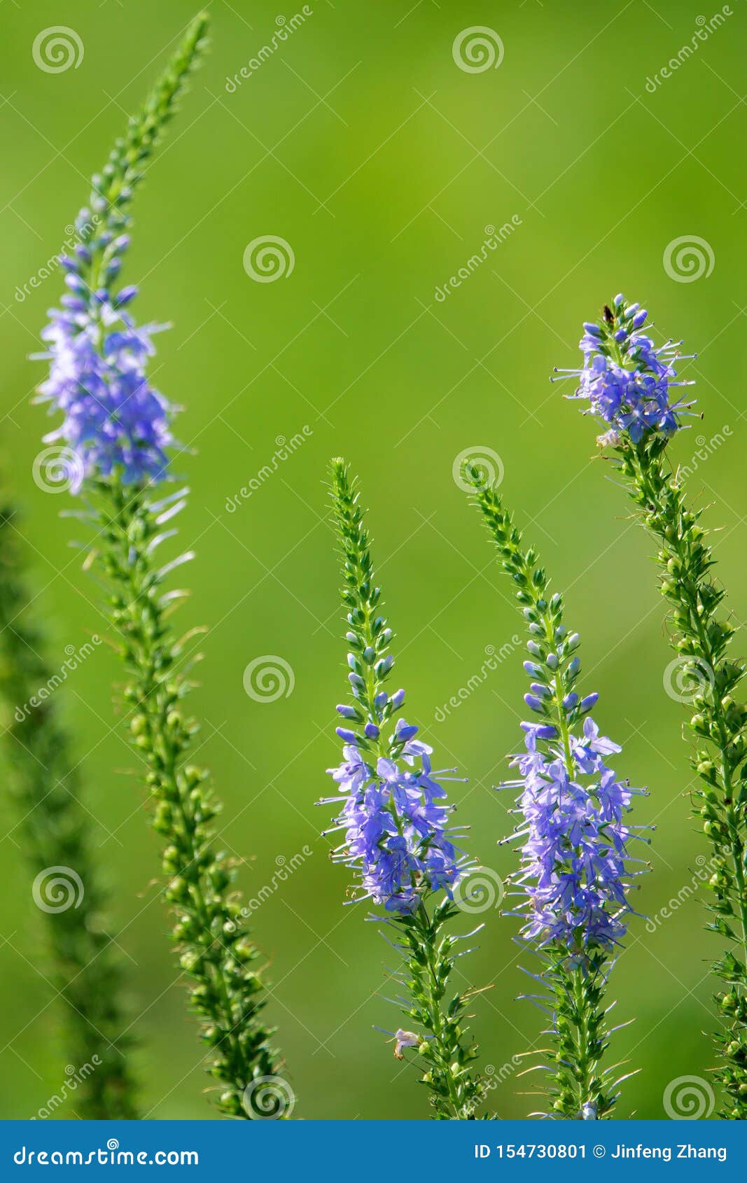 Veronica longifolia stock image. Image of naural, bloom - 154730801
