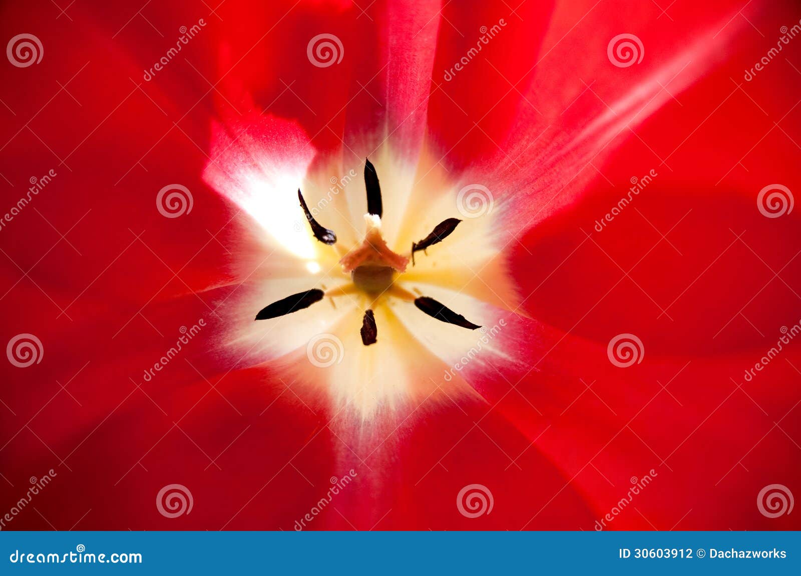 Close Up of the Inner Part Red Tulip Stock Photo - Image of macro ...
