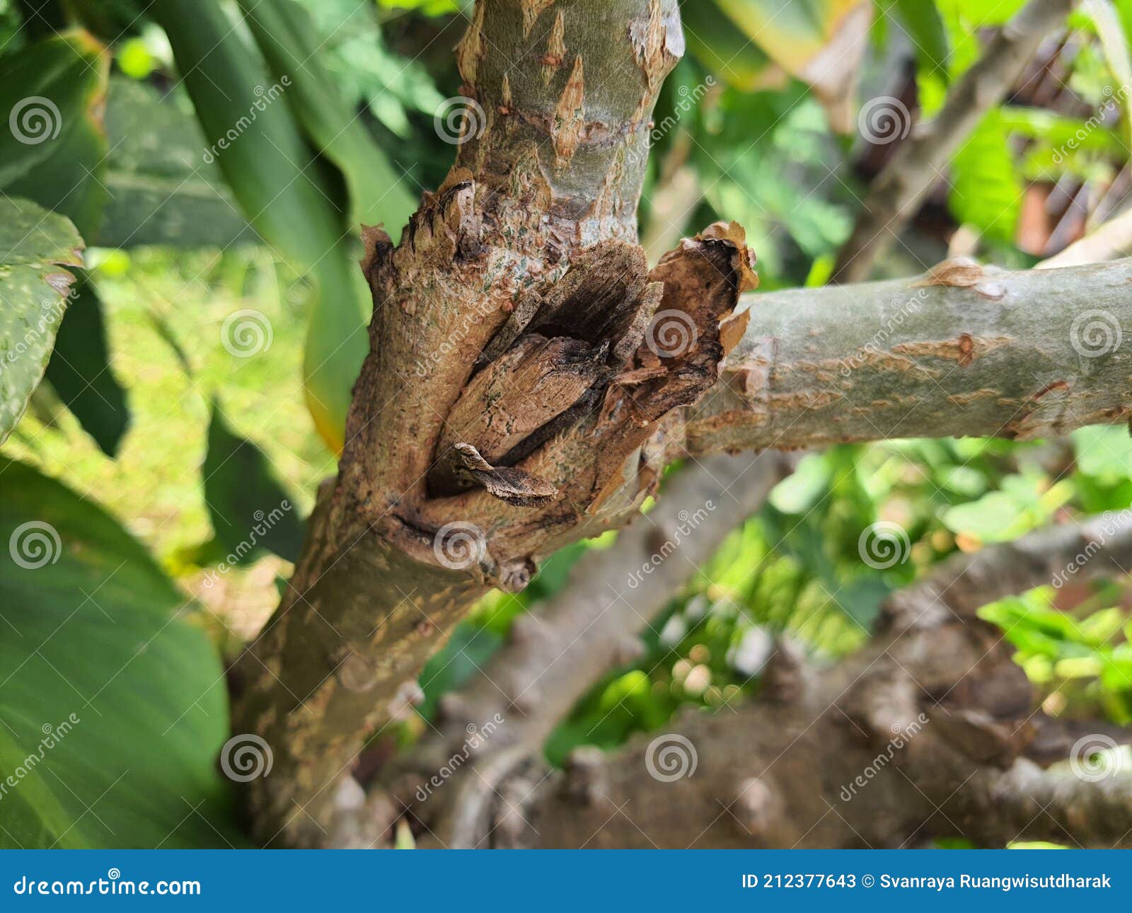 Close-up of the Inner Trunk of the Tree. Stock Image - Image of nature ...
