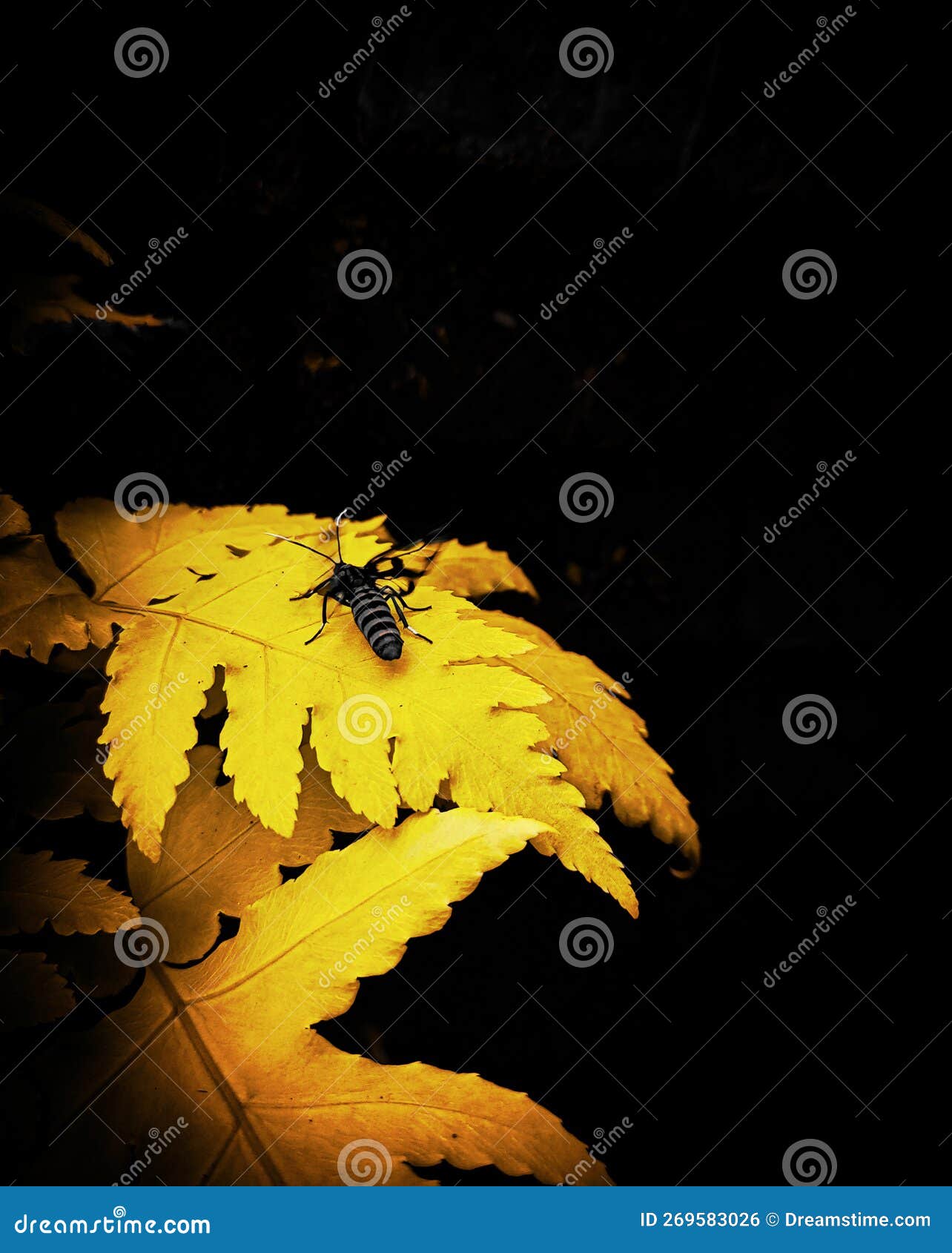 Close Up Insect Amata Huebneri on Leaf Stock Photo - Image of huebneri ...