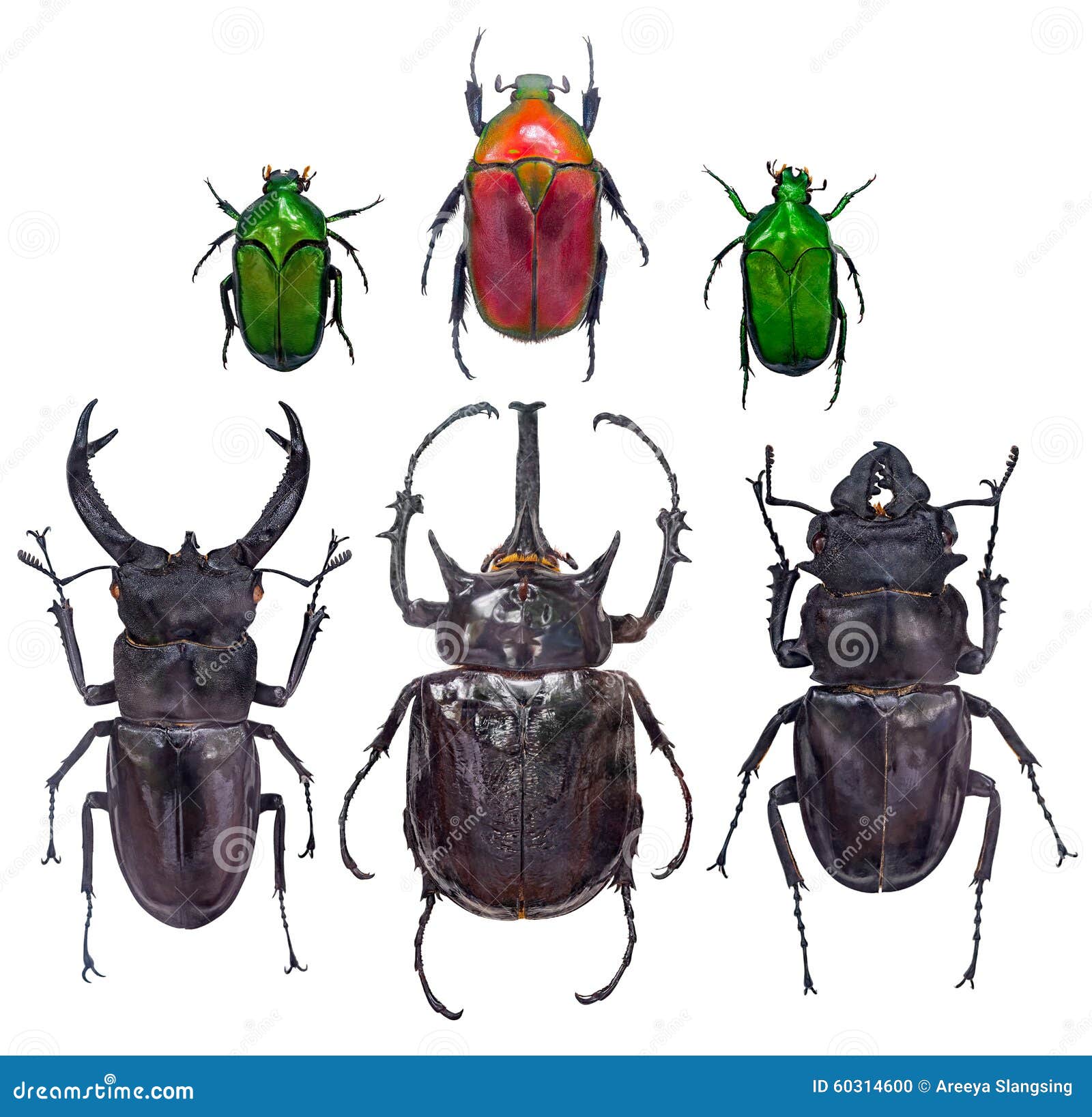 Close Up on Insect Beetle,or Bug, Isolated on White Stock Photo - Image ...