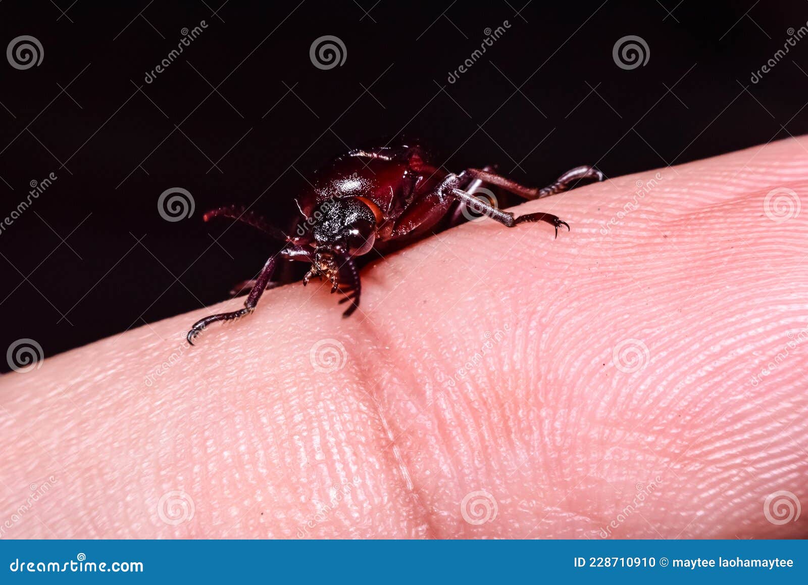 Close Up of Insect on the Finger. Stock Photo - Image of insect, close ...