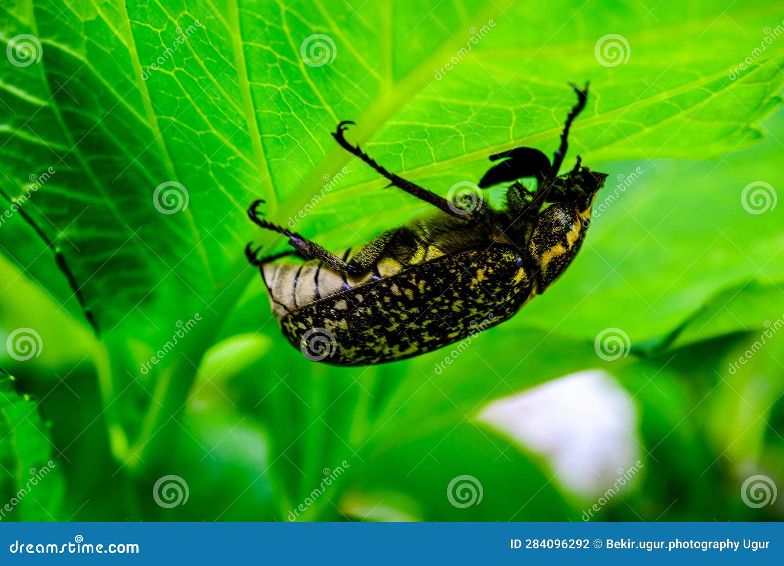 Insect stock photo. Image of natural, airplane, male - 284096292