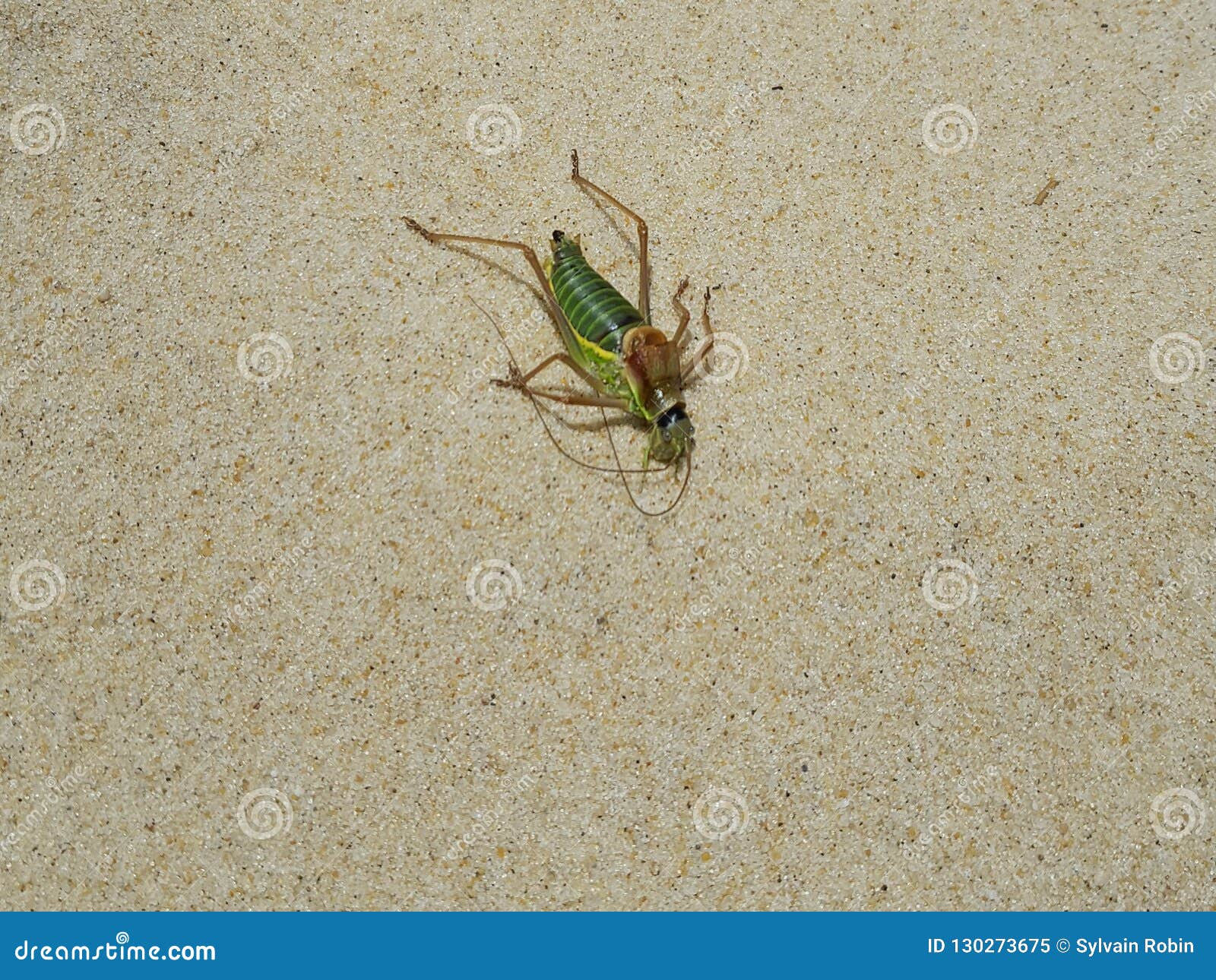Close Up Insect Green Cricket Walking on the Sand Stock Image - Image ...