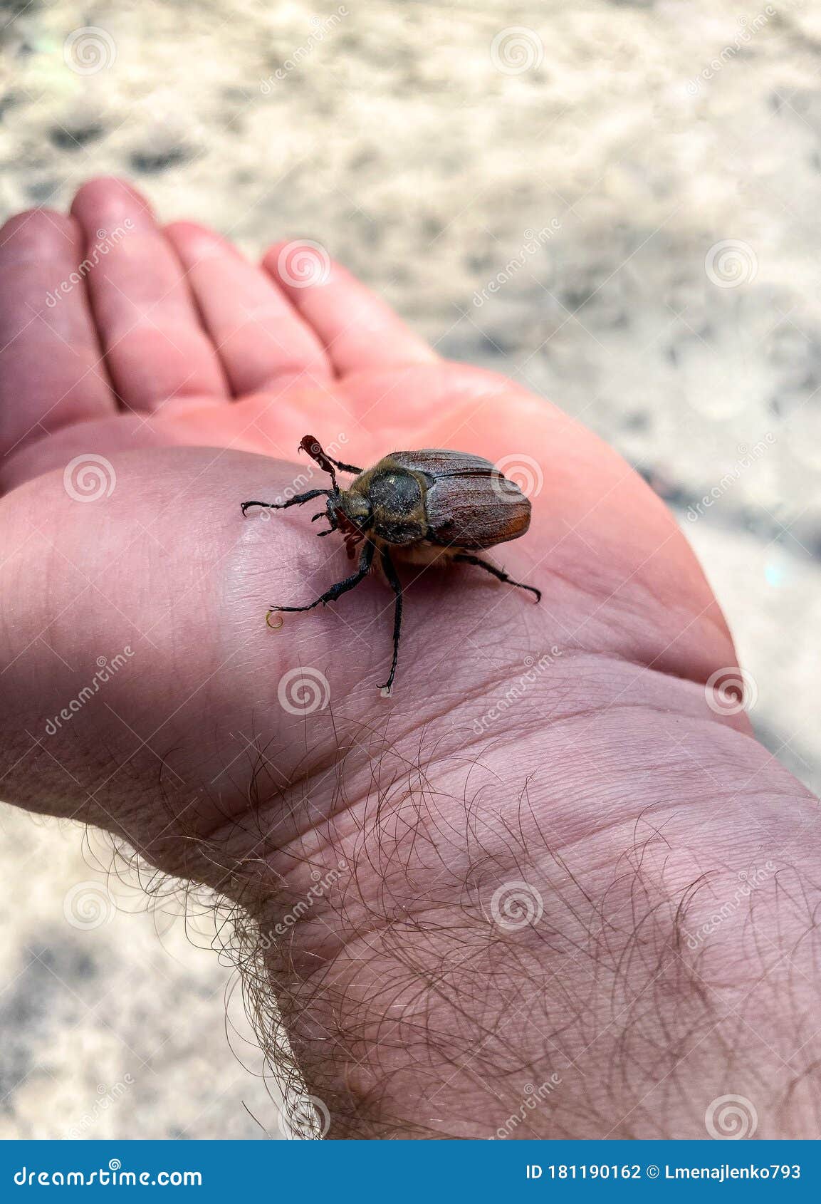 A Close-up of an Insect, a Large Beetle that Sits on a Mans Hand. Stock ...