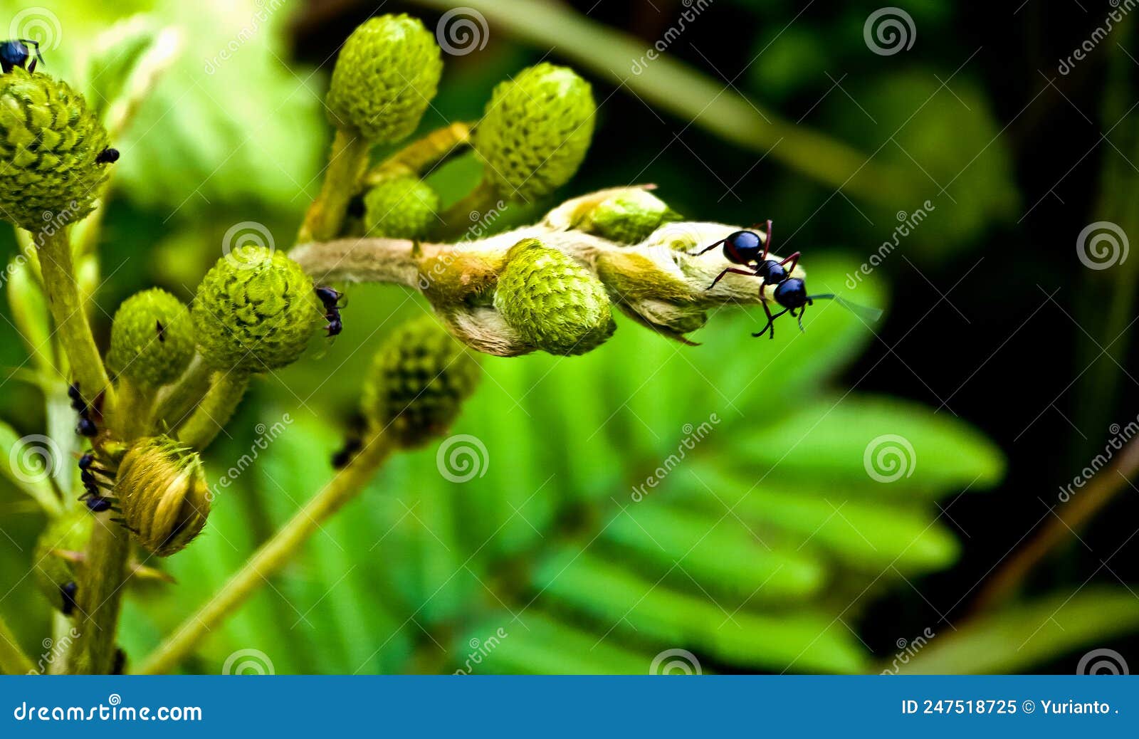 Close-up of Insect on Leaf. Stock Image - Image of nectar, insect ...