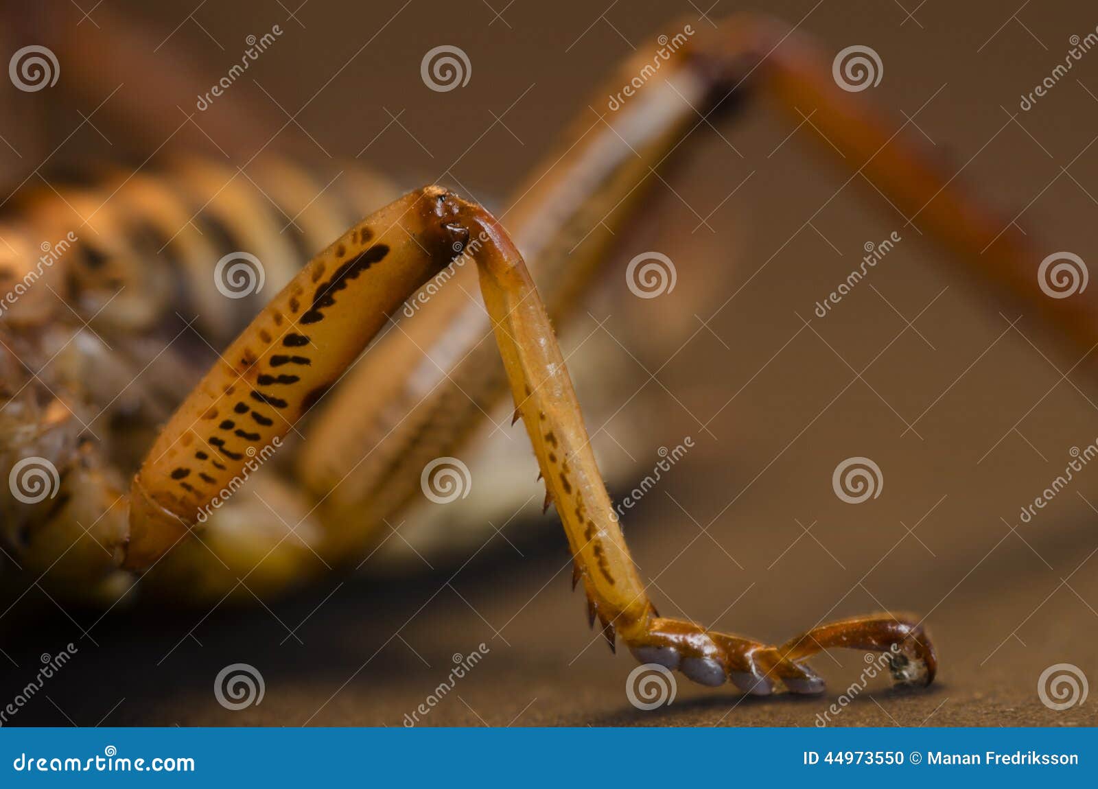 Close up of insect leg stock photo. Image of mandibles - 44973550