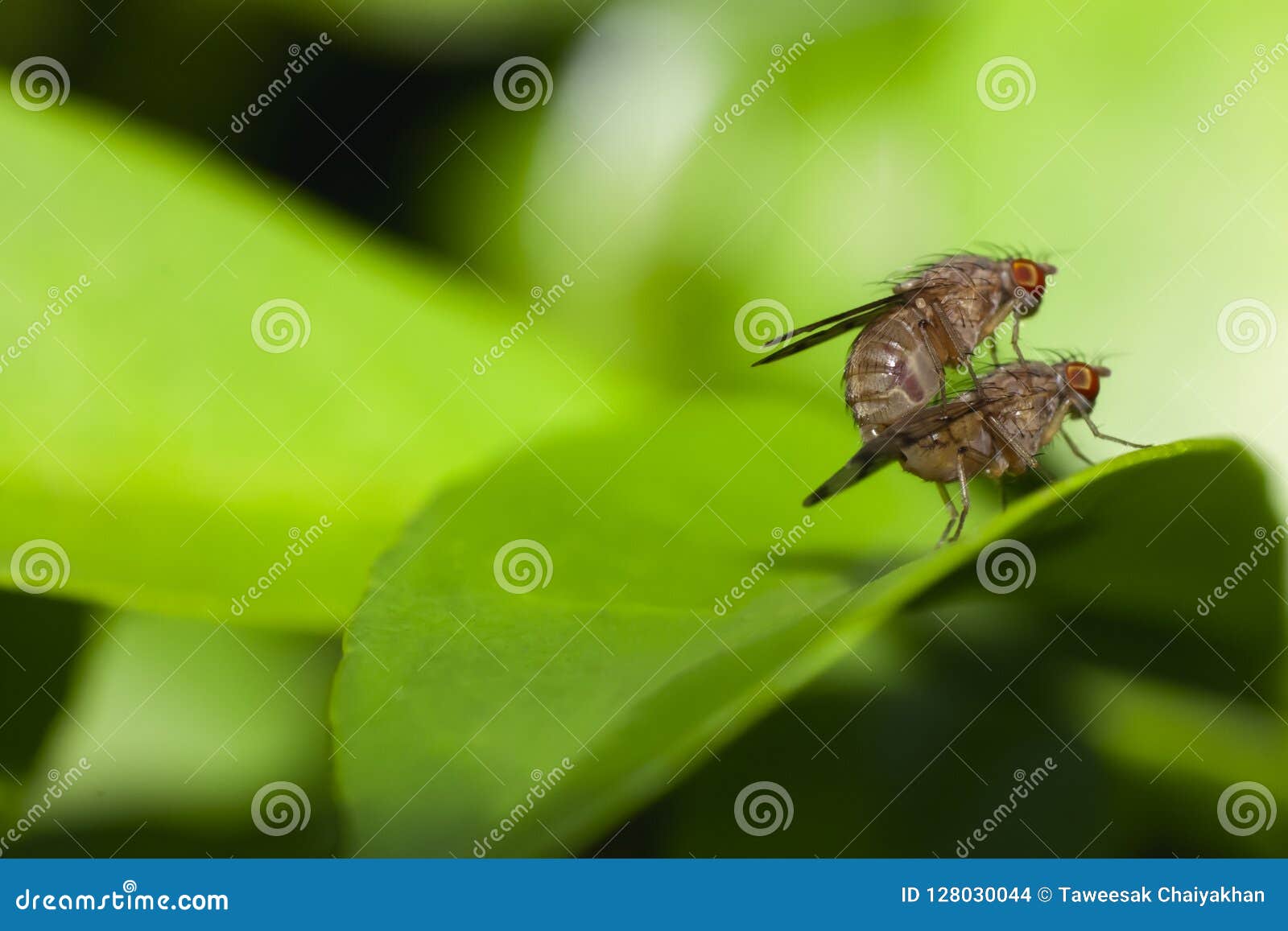 Insect Mating On Dragon Fruit Or Pitaya Plants In Organic Farm Stock ...