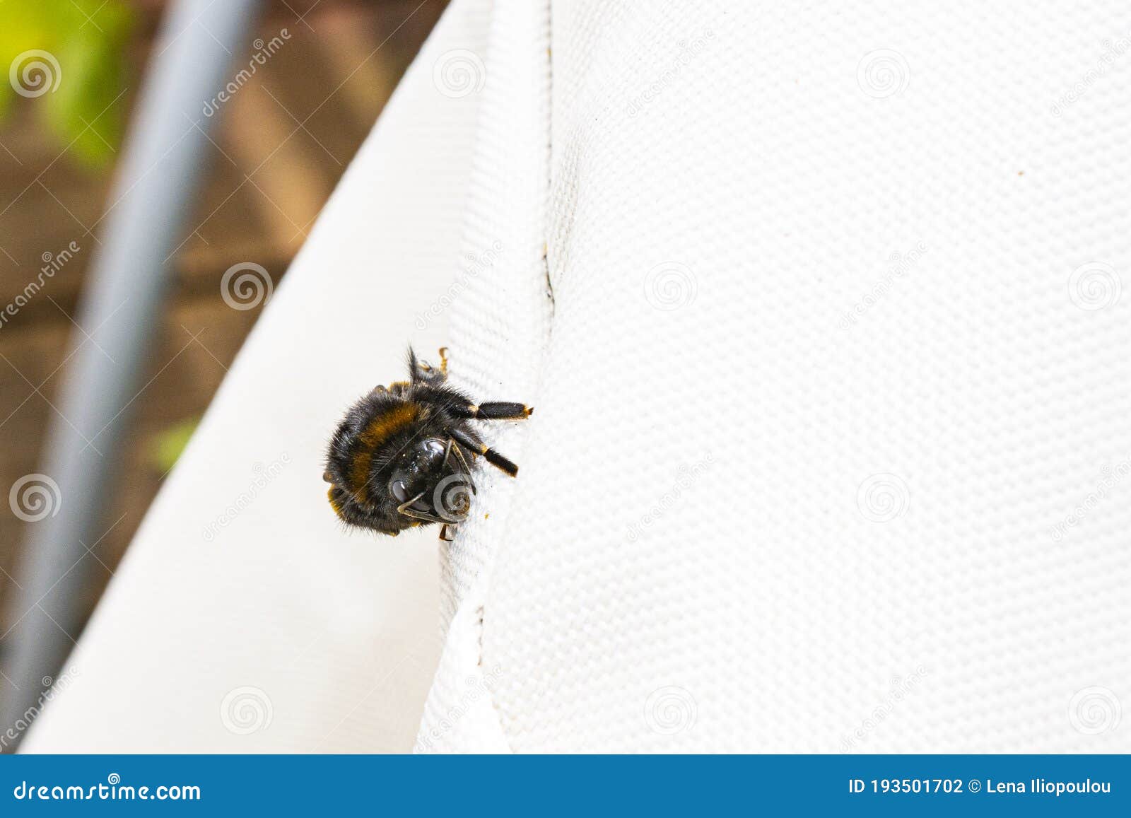 Bumblebee Looking at the Camera Stock Photo - Image of background ...
