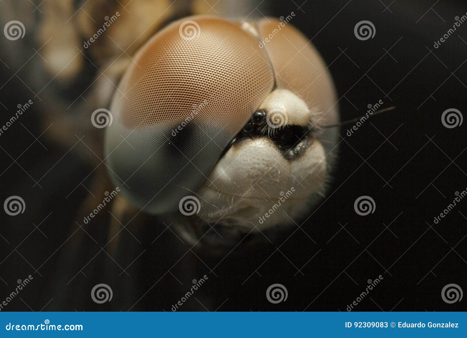 Close up of insect stock image. Image of life, macro - 92309083