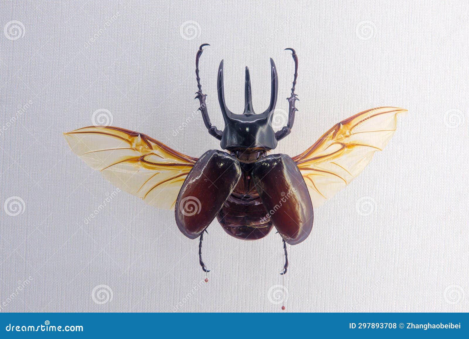 Insect specimen stock photo. Image of wild, beetles - 297893708