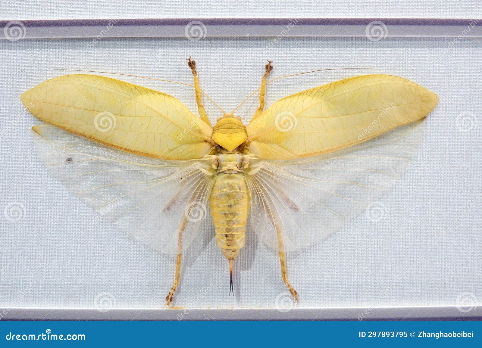 Insect specimen stock image. Image of insects, wildlife - 297893795