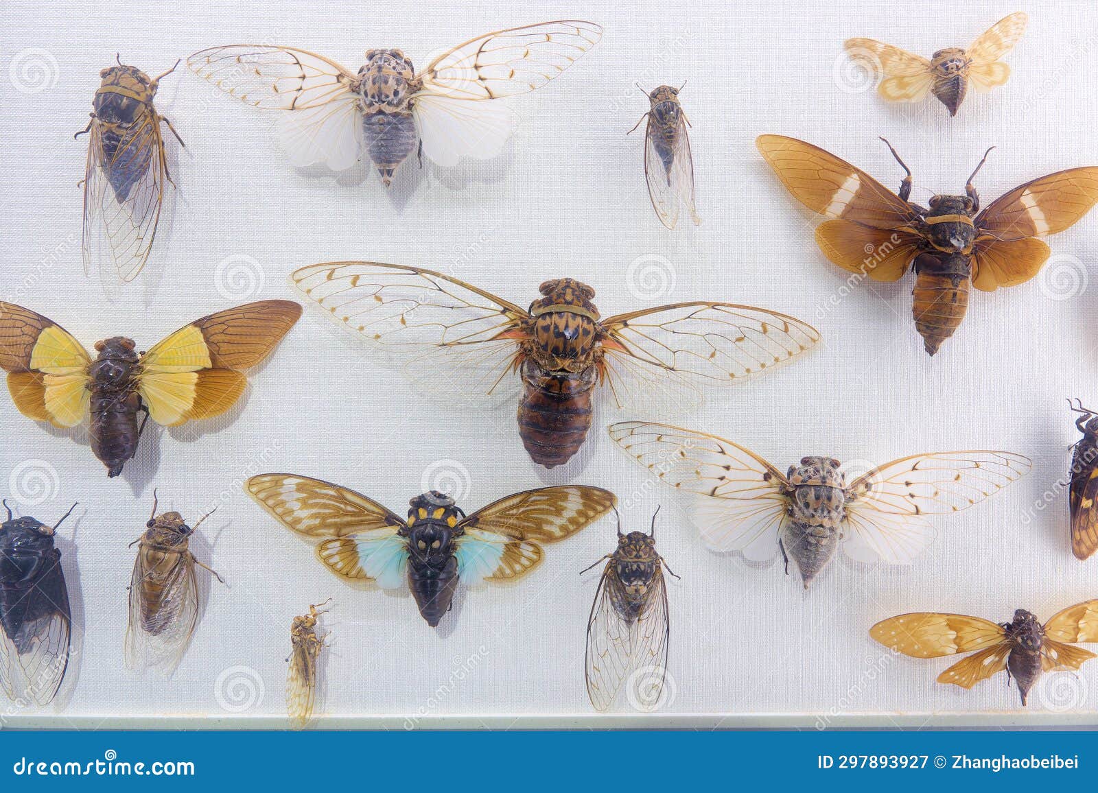 Insect specimen stock image. Image of cicadidae, sample - 297893927