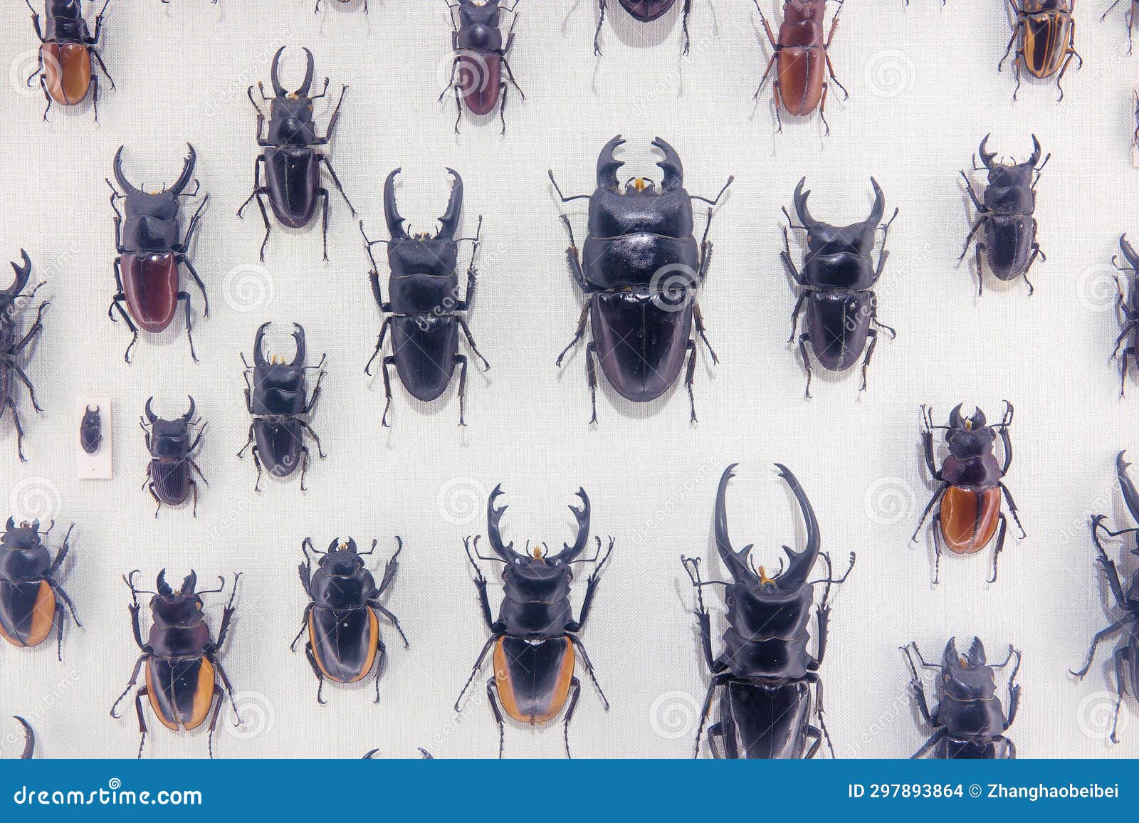 Insect specimen stock photo. Image of wild, representative - 297893864